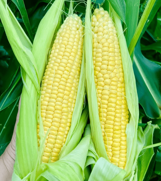 New Mama Super Sweet Corn - Gaia Organics