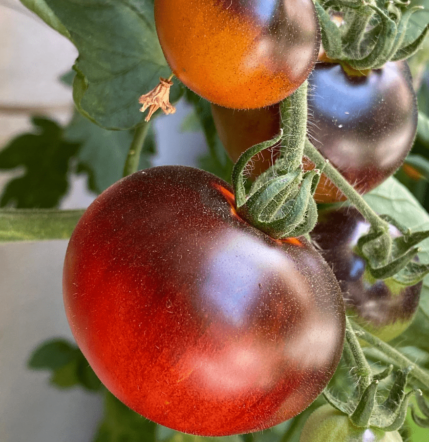 OSU Blue Tomato - Gaia Organics