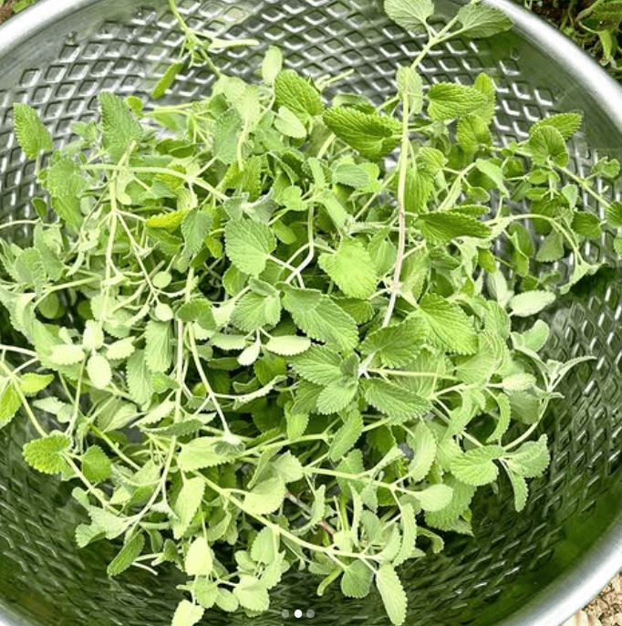 Persian Catmint - Gaia Organics