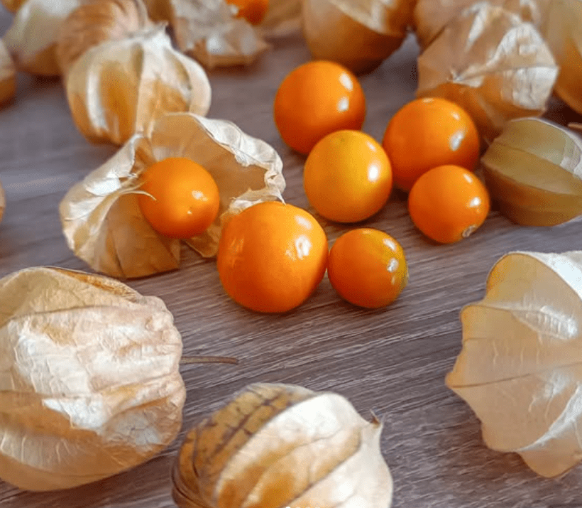 Peruvian Ground Cherry - Gaia Organics