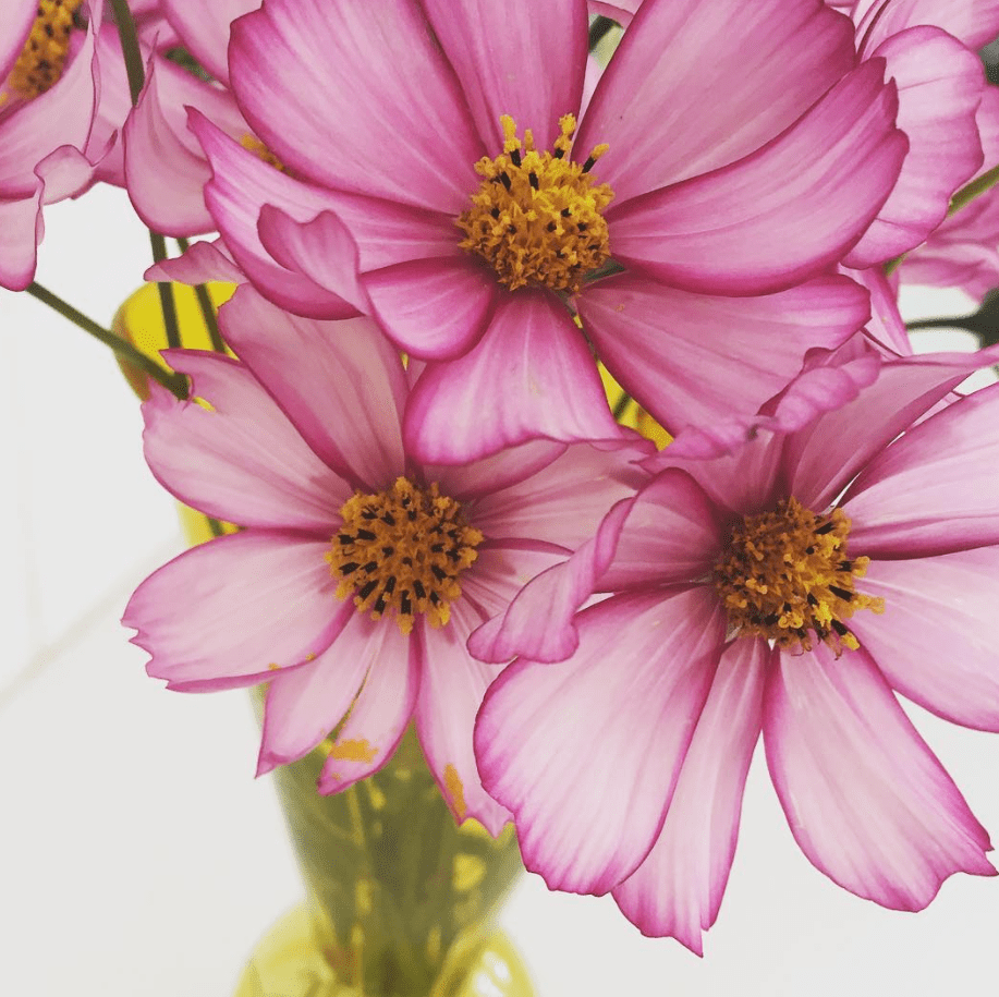 Picotee Cosmos - Gaia Organics