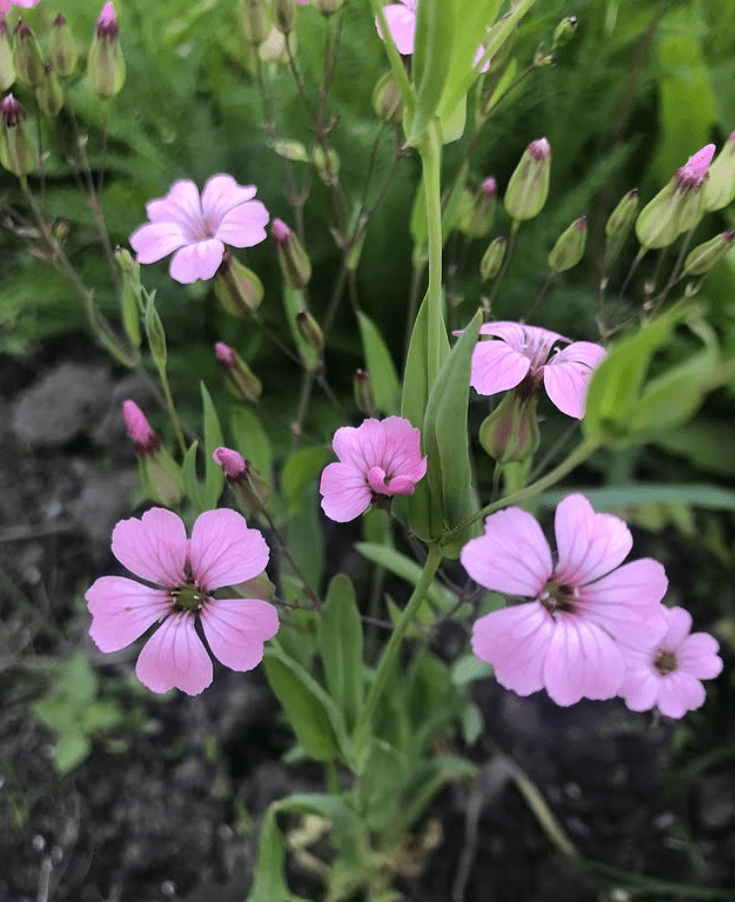 Pink Beauty Saponaria - Gaia Organics
