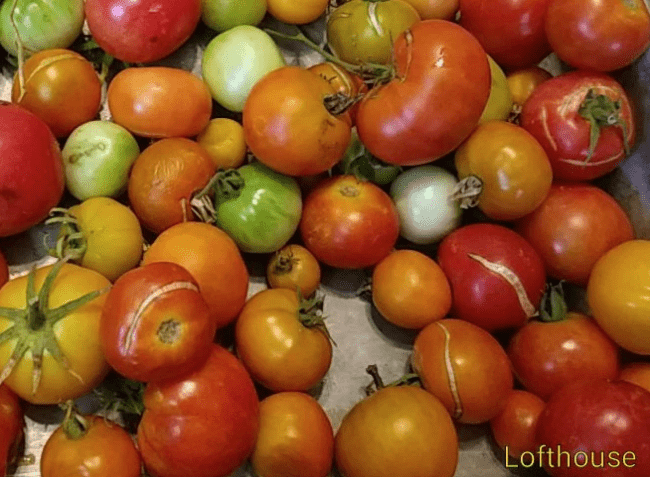 Q Series Panamorous Tomato - Gaia Organics