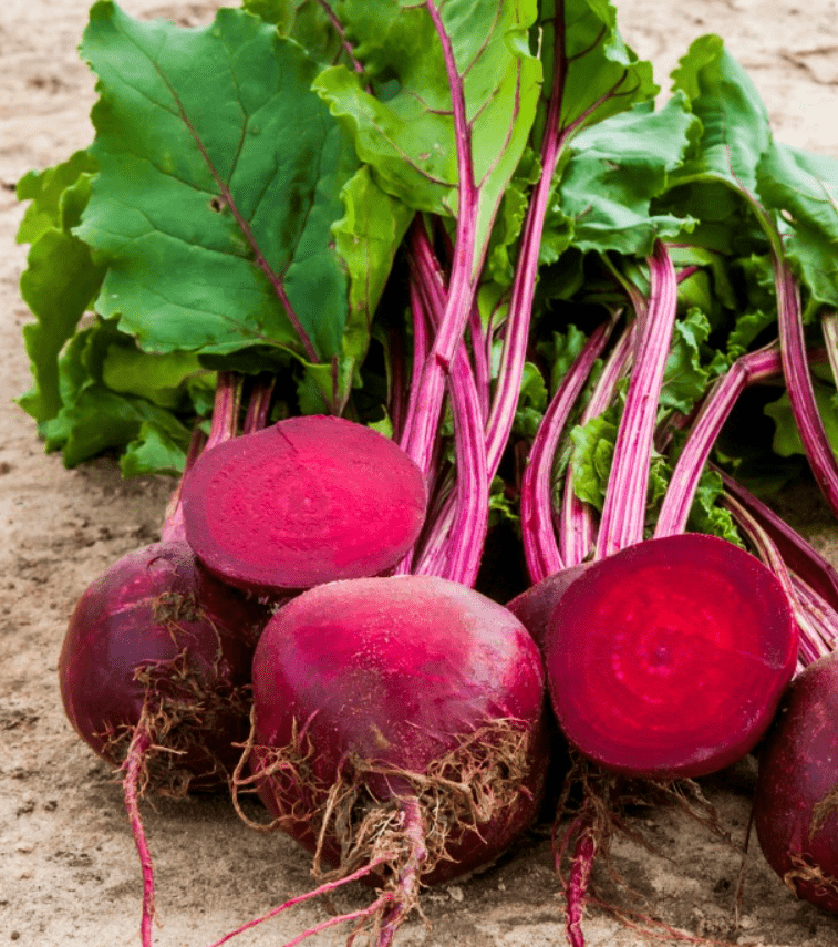Red Ace F1 Beet - Gaia Organics