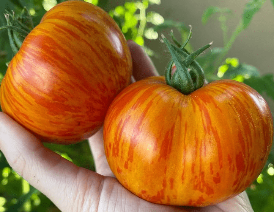 Red Zebra Tomato - Gaia Organics