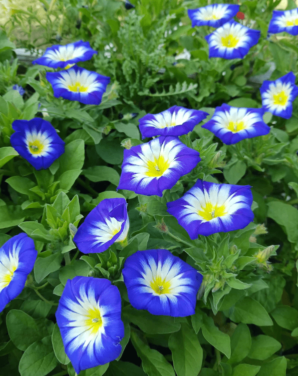 Royal Ensign Bush Morning Glory - Gaia Organics