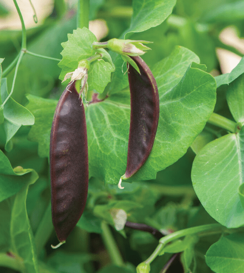 Organic Bulk Garden Seeds and Plants Supplier | Ontario