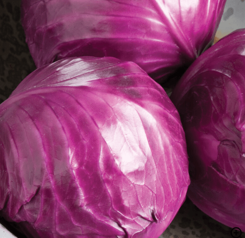 Ruby Perfection F1 Cabbage - Gaia Organics