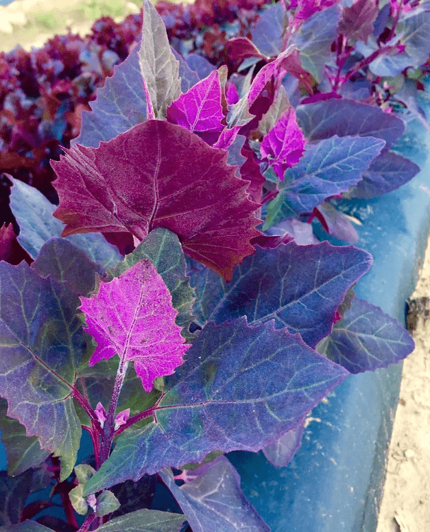Ruby Red Orach - Gaia Organics