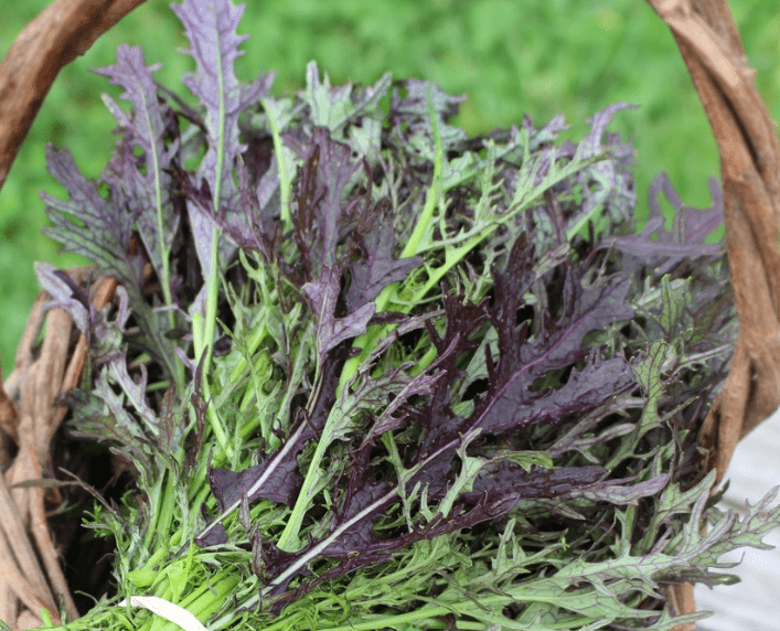 Ruby Streaks Mustard Greens - Gaia Organics