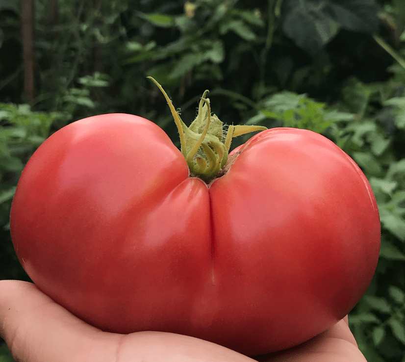 Savignac Tomato - Gaia Organics