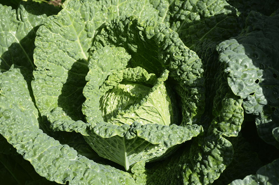 Savoy Perfection Cabbage - Gaia Organics