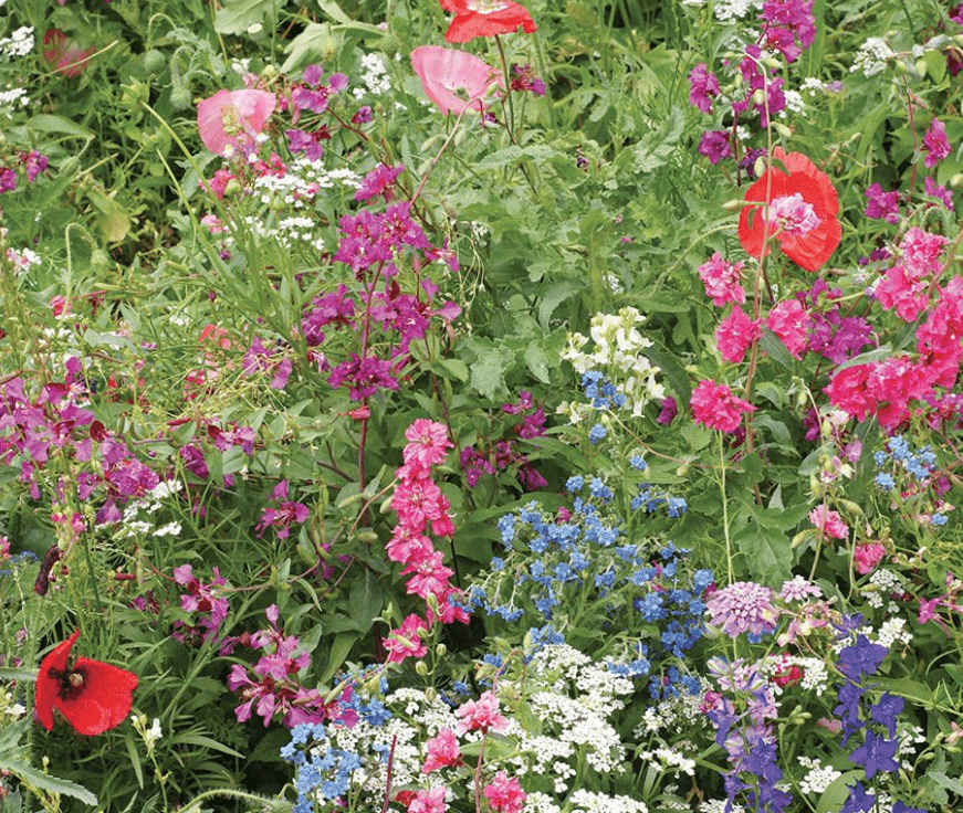 Shade-Loving Wildflower Mix - Gaia Organics