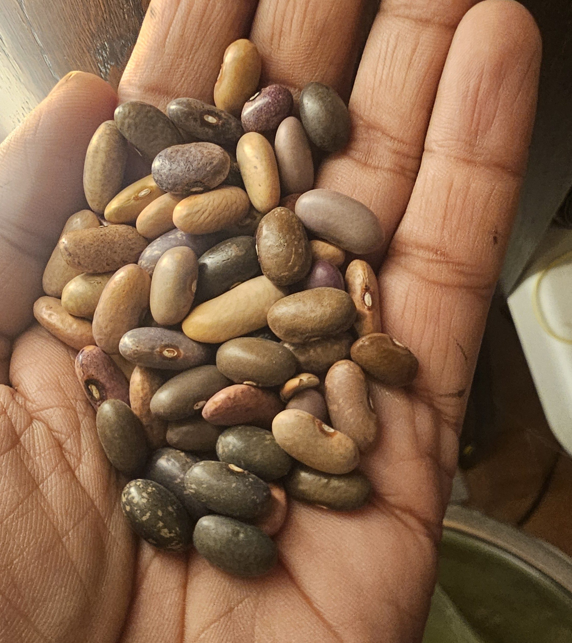 Gaia's Speckled Malawi Bean Mix - Gaia Organics