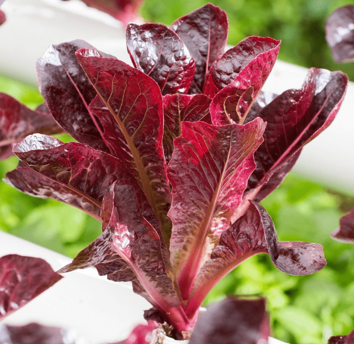 Super Red Romaine Lettuce - Gaia Organics