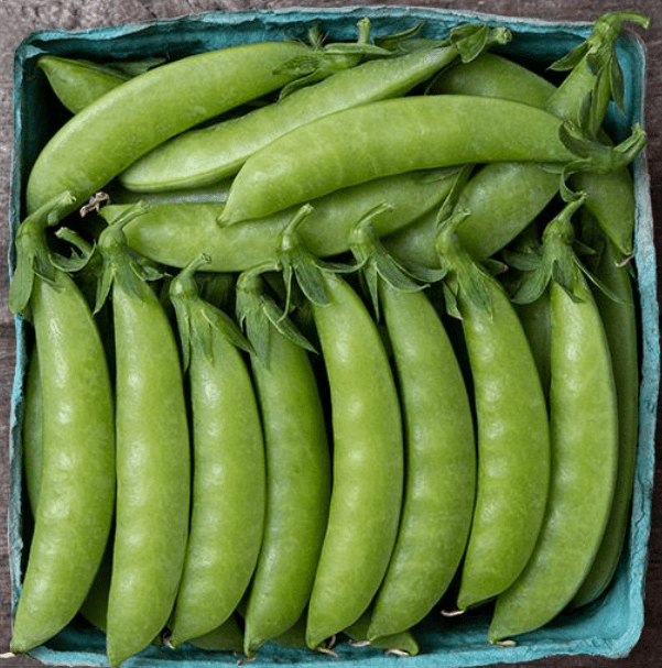 Sweet Gem Sugar Snap Pea - Gaia Organics