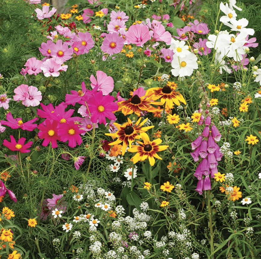 Wildflower Cottage Garden Mix - Gaia Organics