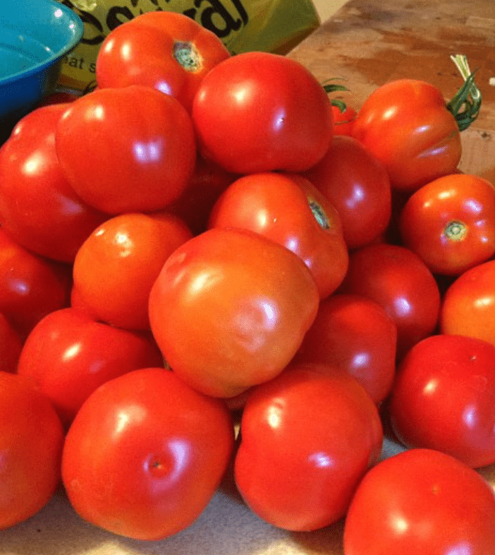 Wisconsin 55 Tomato - Gaia Organics