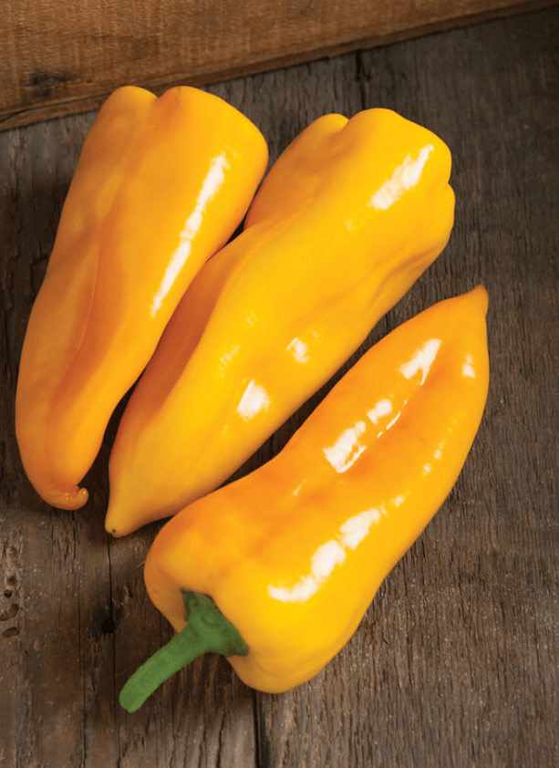 Yellow Corno Di Toro Sweet Pepper - Gaia Organics