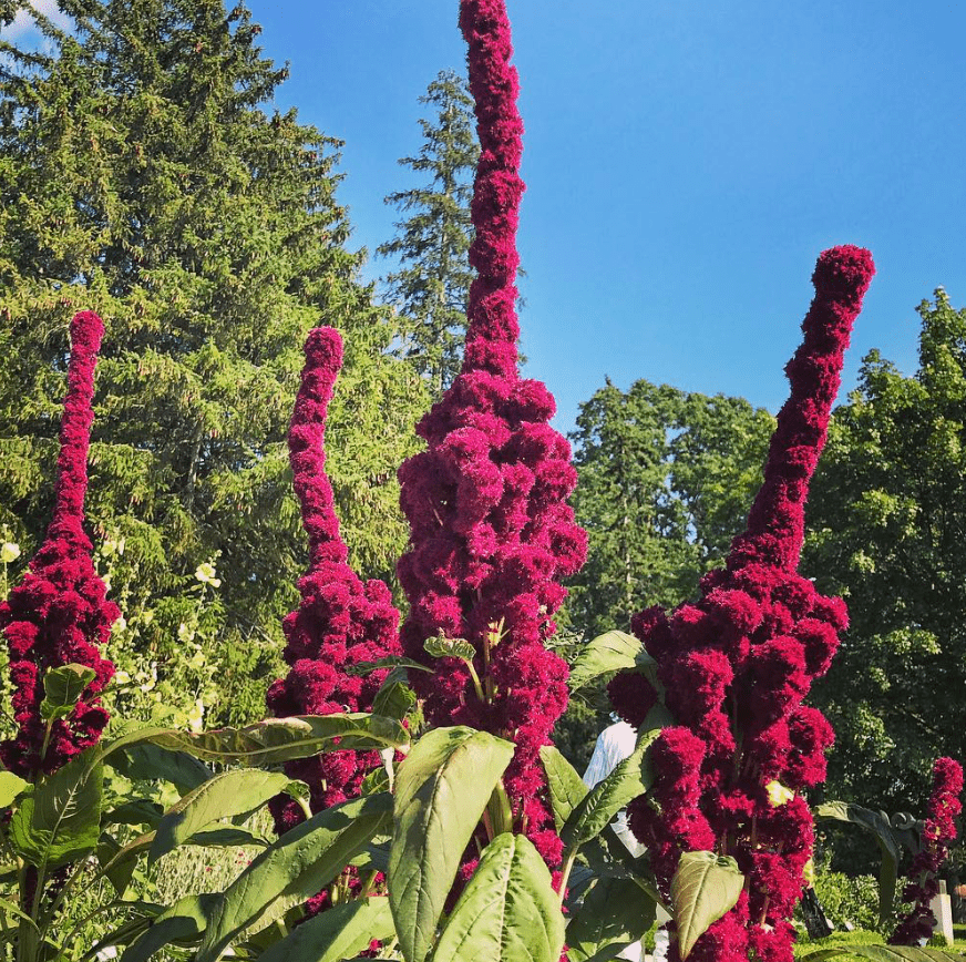 Elephant Head Amaranth - Gaia Organics