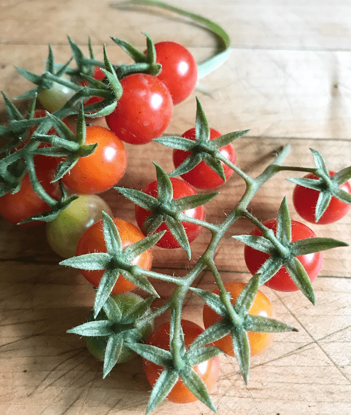 Scarlet Gem Tomato - Gaia Organics