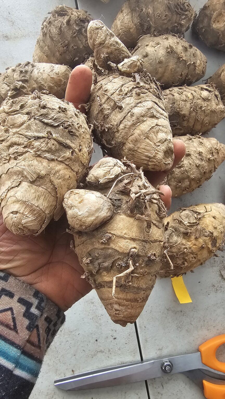 Mango Ginger - Gaia Organics