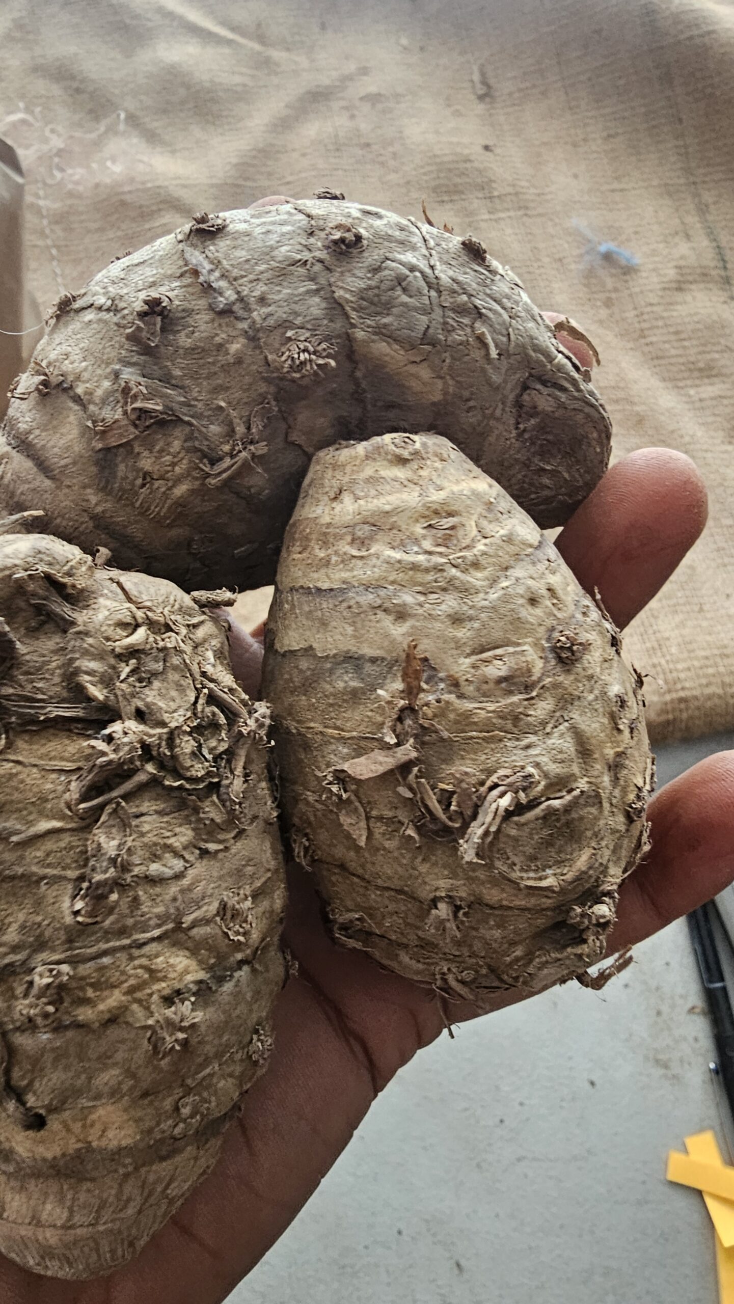 Mango Ginger - Gaia Organics