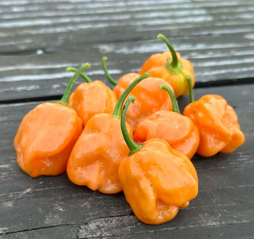 7 Pot Peach Hot Pepper - Gaia Organics