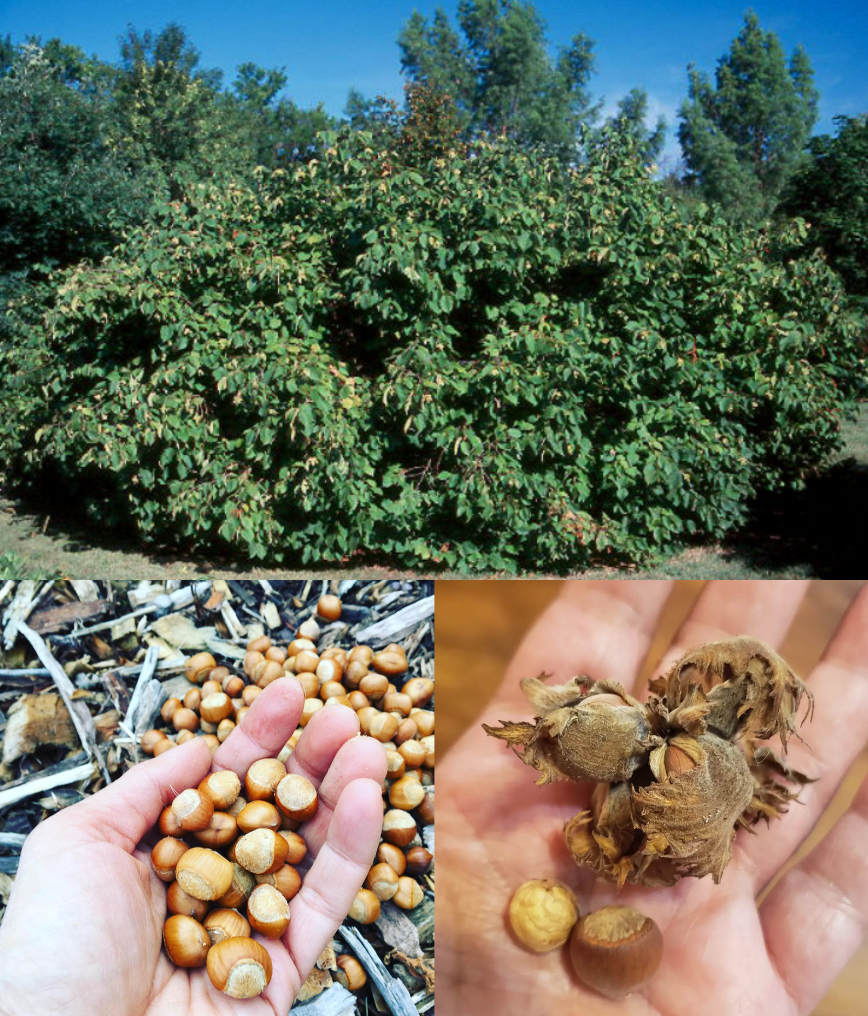 American Hazelnut | Gaia Organic Seeds