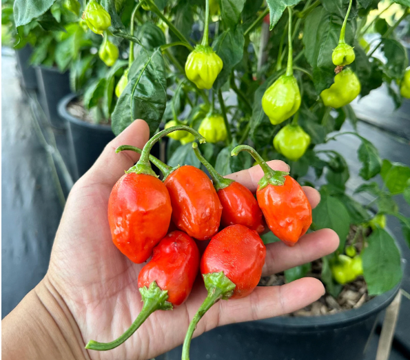 Apple Crisp Hot Pepper - Gaia Organics