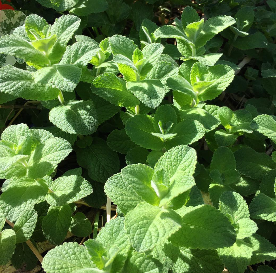 Apple Mint - Gaia Organics