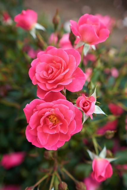 Aurora Borealis Rose - Gaia Organics