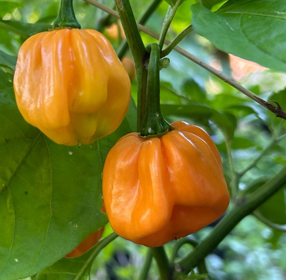 Bahamian Goat Hot Pepper - Gaia Organics