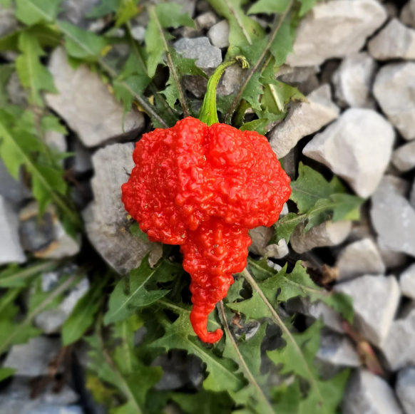 Beast Hot Pepper - Gaia Organics