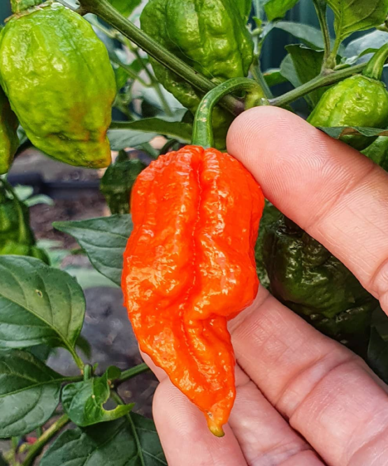 Bhut Jolokia - Orange Ghost Hot Pepper - Gaia Organics