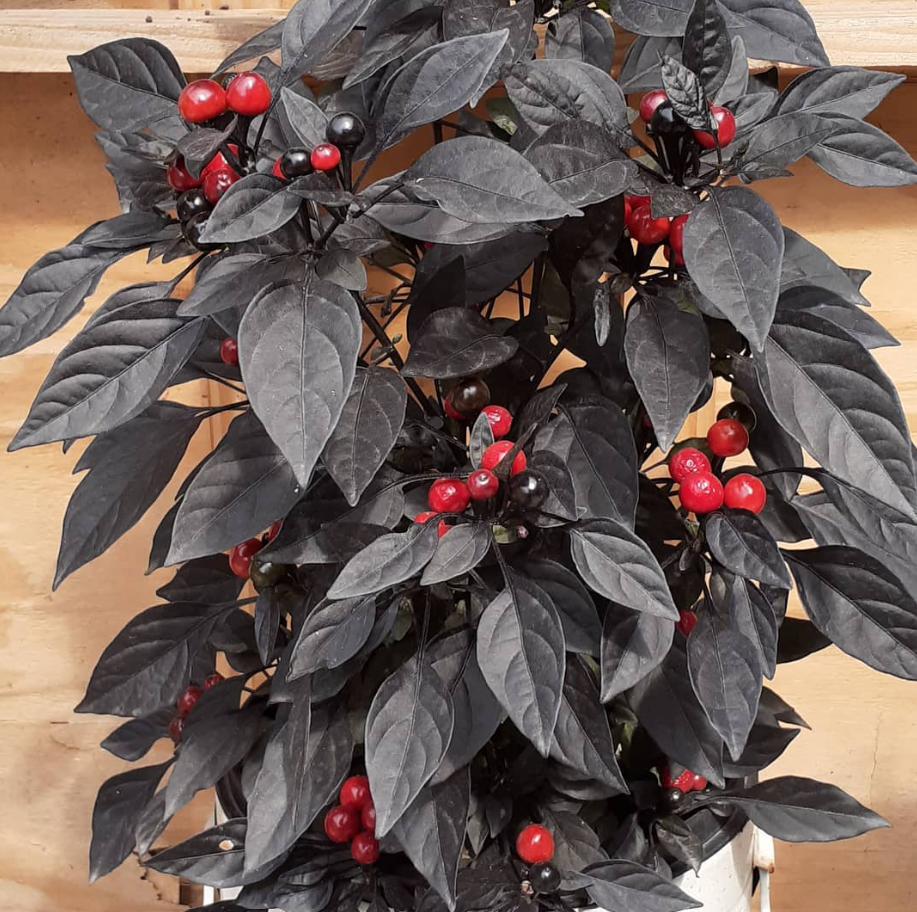 Black Pearl Hot Pepper - Gaia Organics