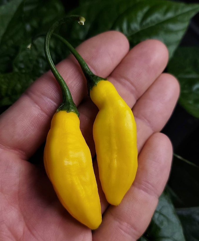 Blended Lemon Hot Pepper - Gaia Organics