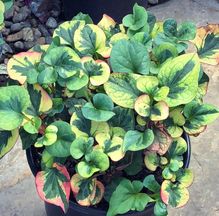 Chameleon Fish Mint - Gaia Organics