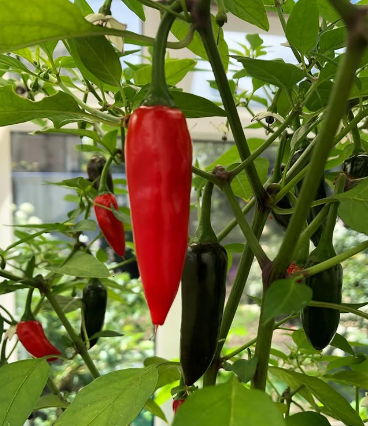 Chenzo Hot Pepper - Gaia Organics