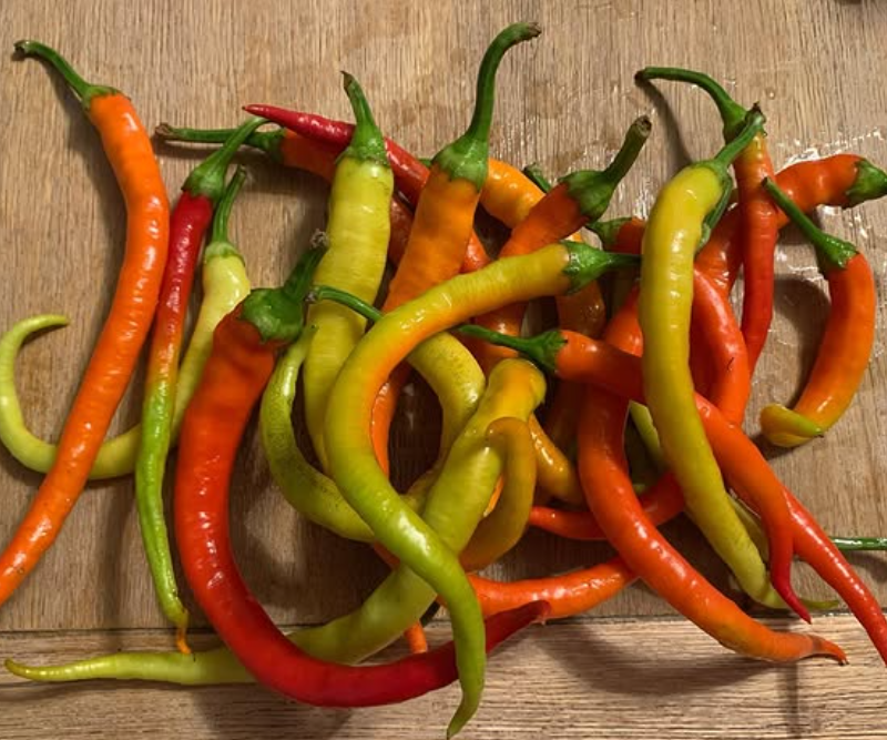 Corbaci Hot Pepper - Gaia Organics