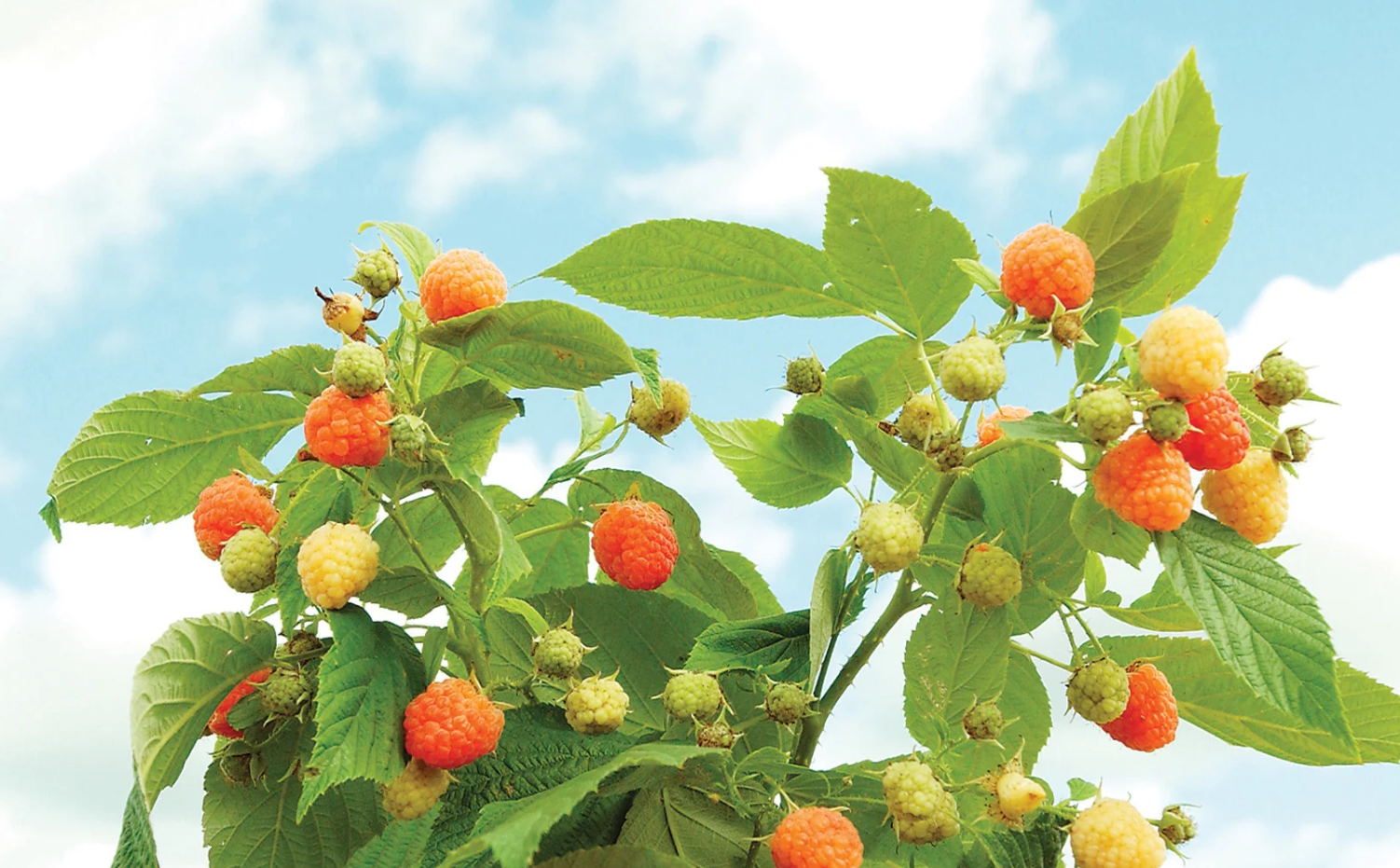 Double Gold Raspberry - Gaia Organics