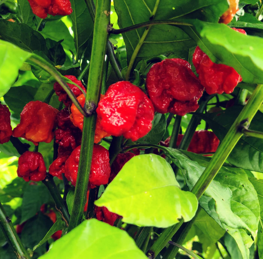 Dragon's Breath Hot Pepper - Gaia Organics