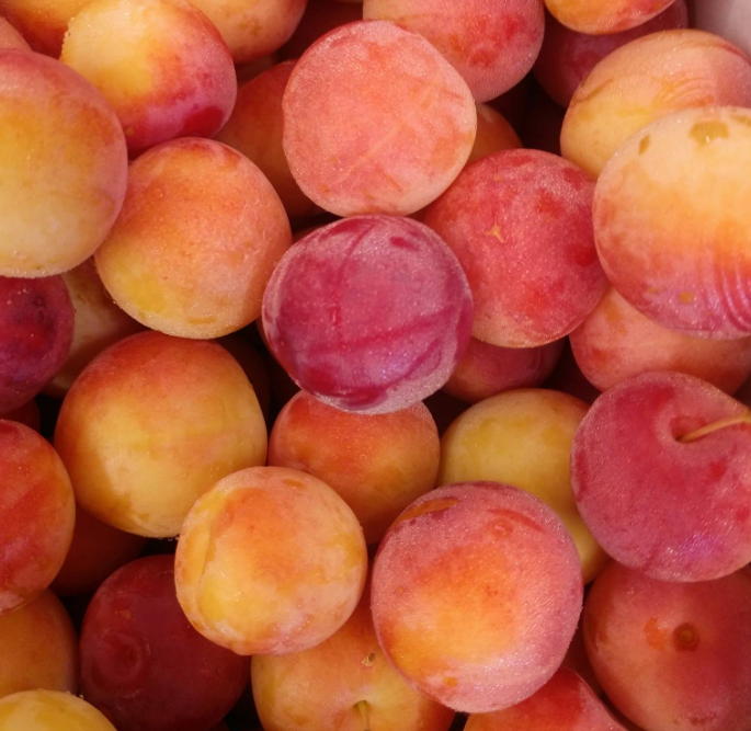 Early Golden Plum - Gaia Organics