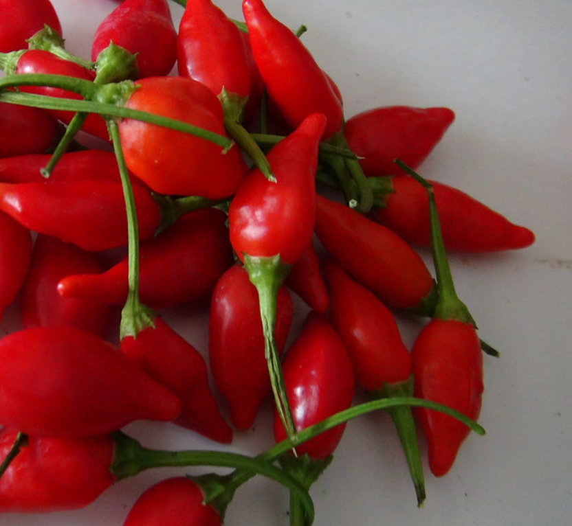 Inca Red Drop Hot Pepper - Gaia Organics