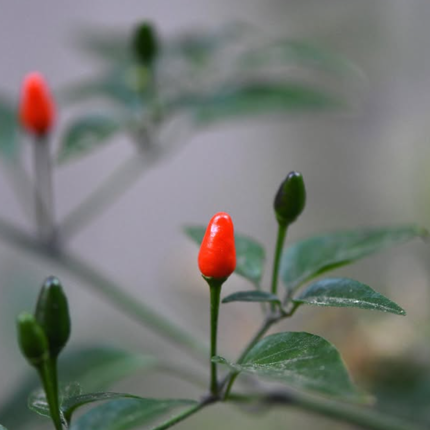 Pequin South African Hot Pepper - Gaia Organics