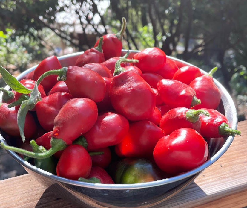 Rocoto Red Hot Pepper - Gaia Organics