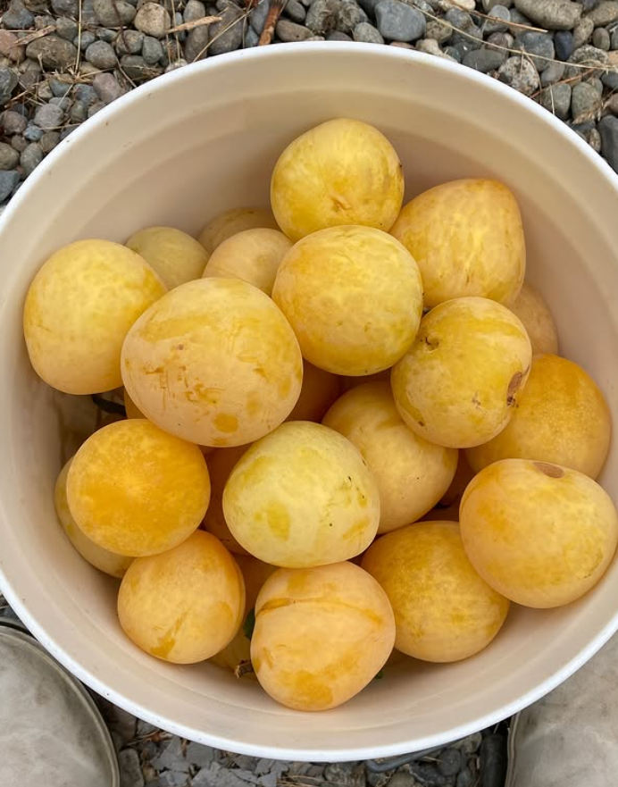 Shiro Plum - Gaia Organics