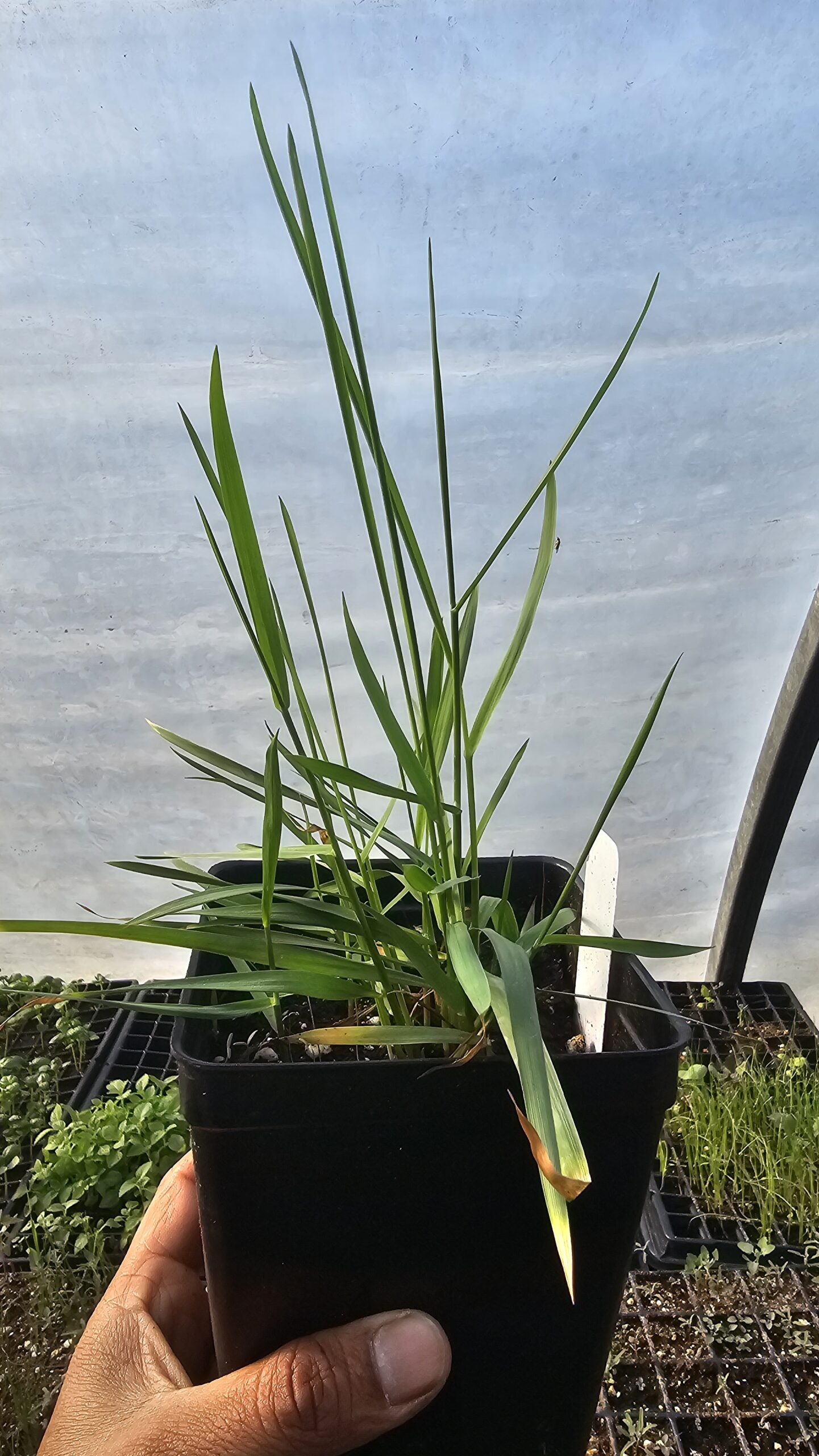 Sweetgrass - Gaia Organics