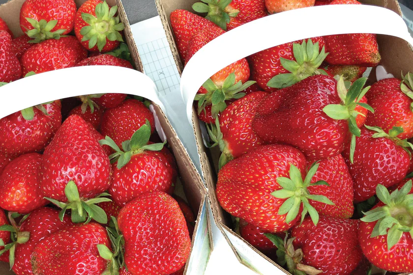 Albion Strawberry - Gaia Organics