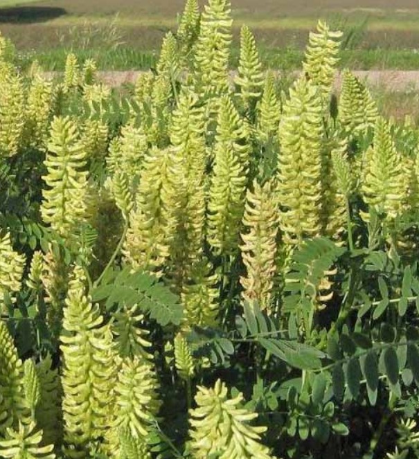 Canada Milk-Vetch - Gaia Organics